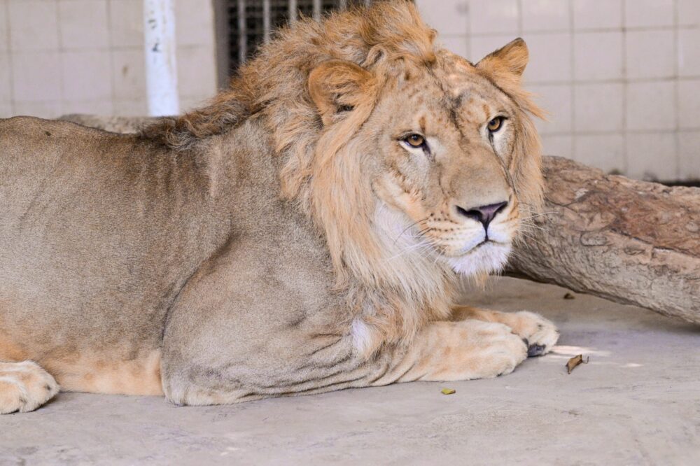 Lion – Karachi Zoological & Botanical Garden