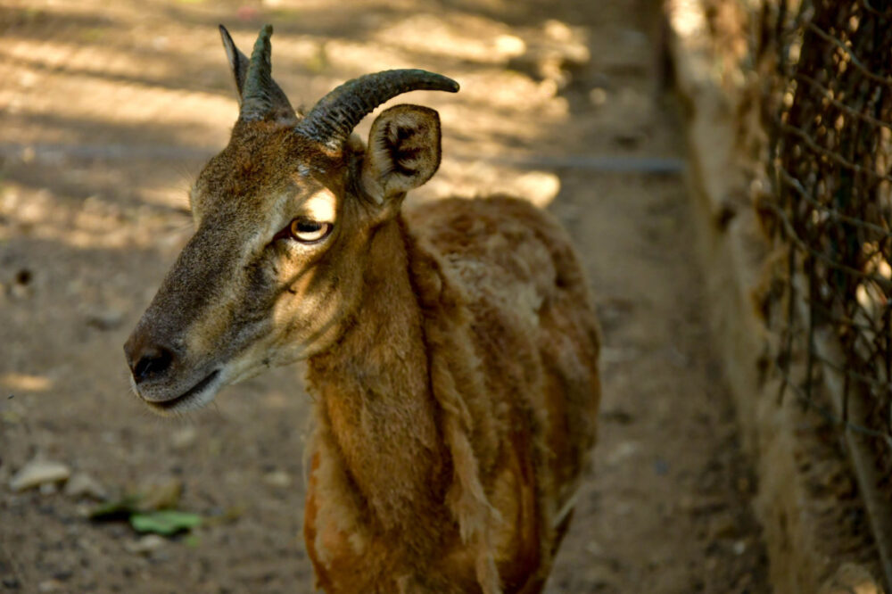Animals – Karachi Zoological & Botanical Garden