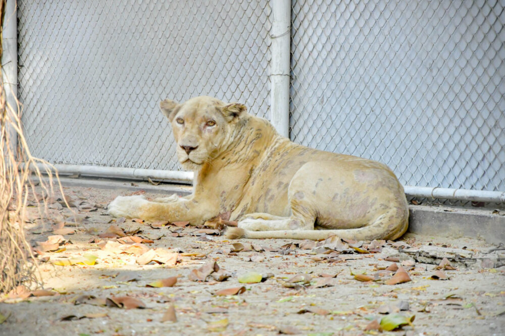 White Lion Female (PATRIATA) – Karachi Zoological & Botanical Garden