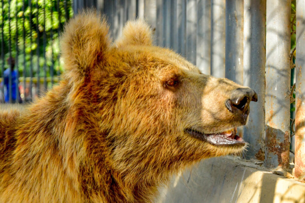 Syrian Brown Bear (RANO) – Karachi Zoological & Botanical Garden