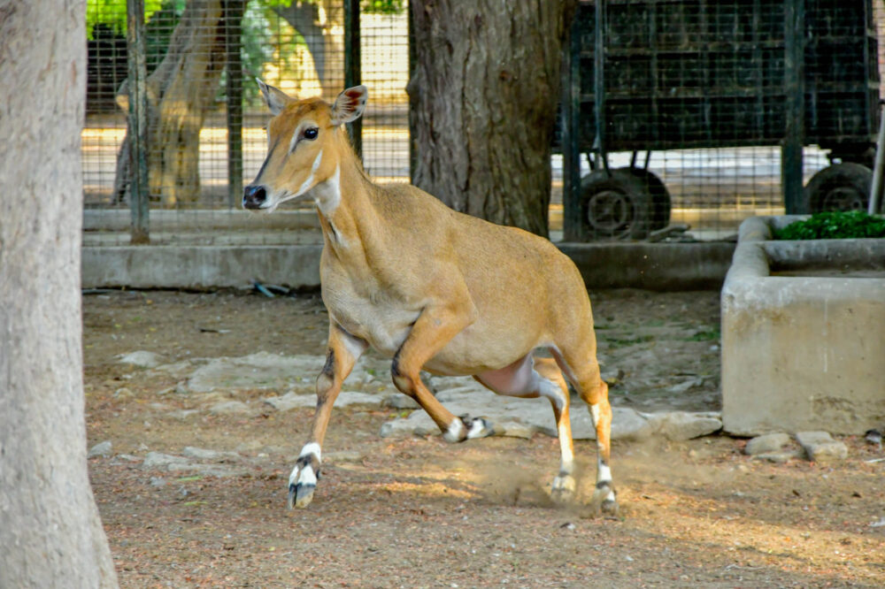 Nilgai – Karachi Zoological & Botanical Garden