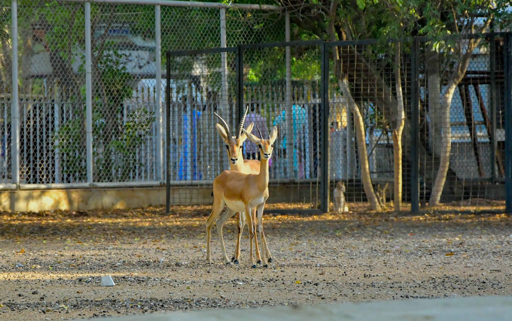 Gazelle – Karachi Zoological & Botanical Garden